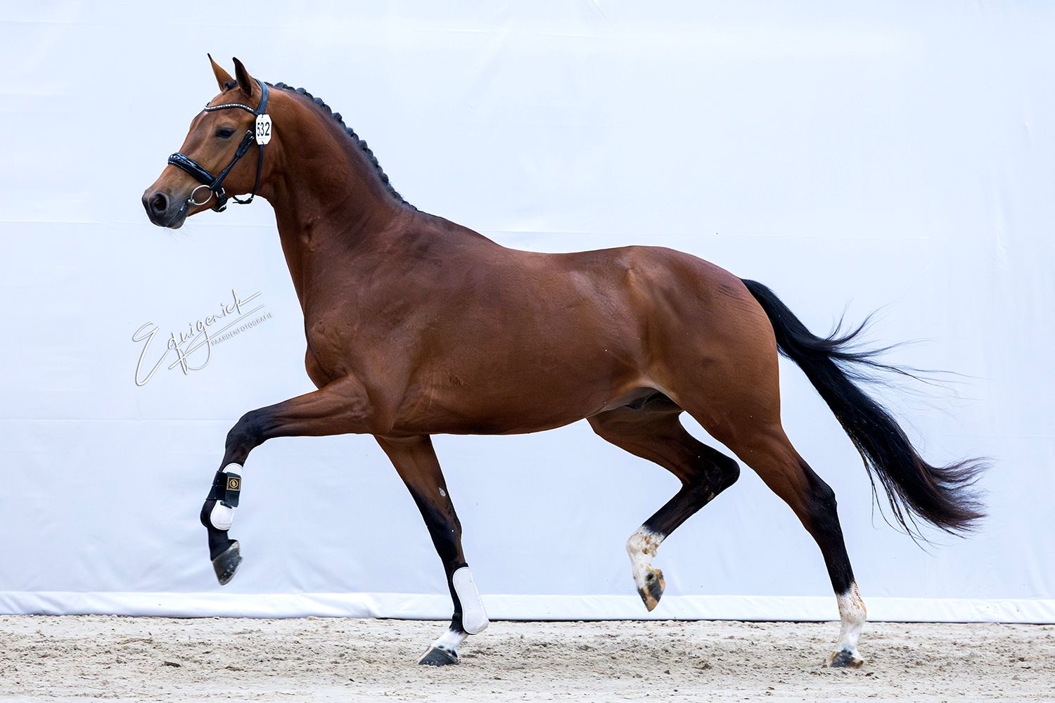 Succesvolle KWPN 1e bezichtiging | Hengstenstation van Uytert